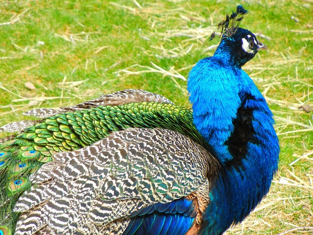 Vogels Pauw - Gratis foto op Pixabay - Pixabay