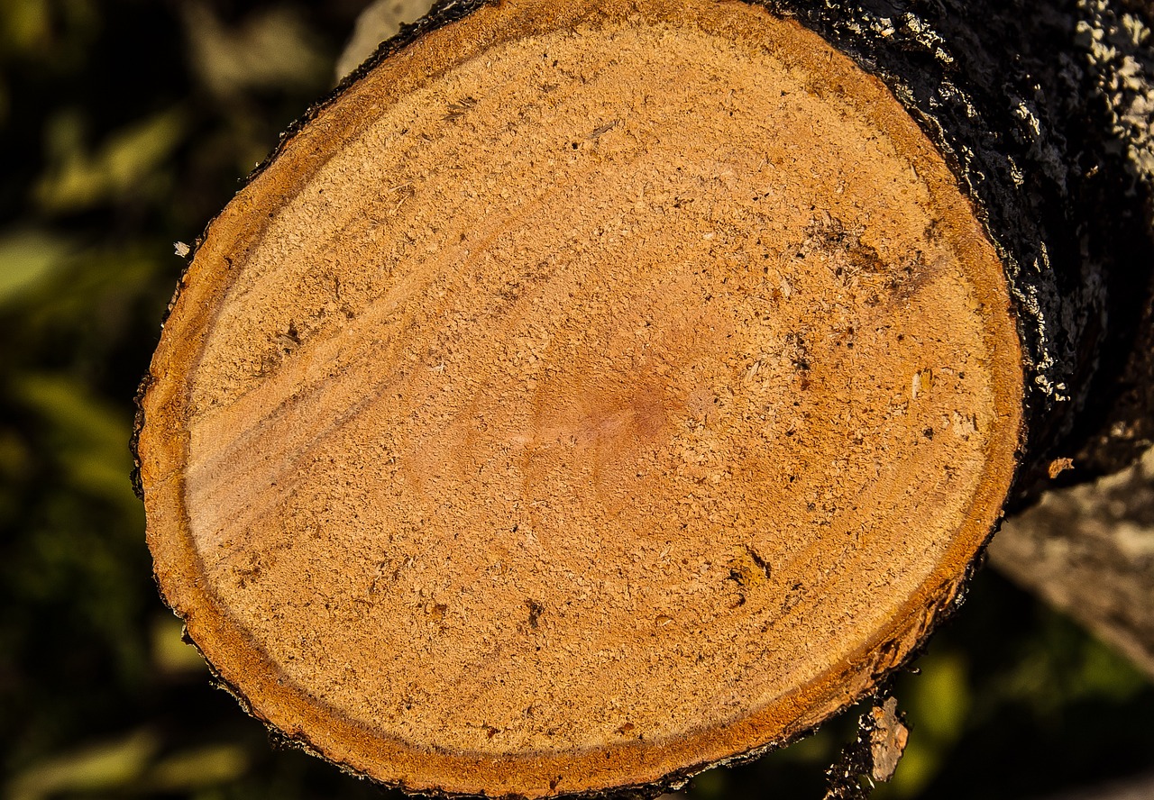 Wood Branch Sawn - Free photo on Pixabay - Pixabay