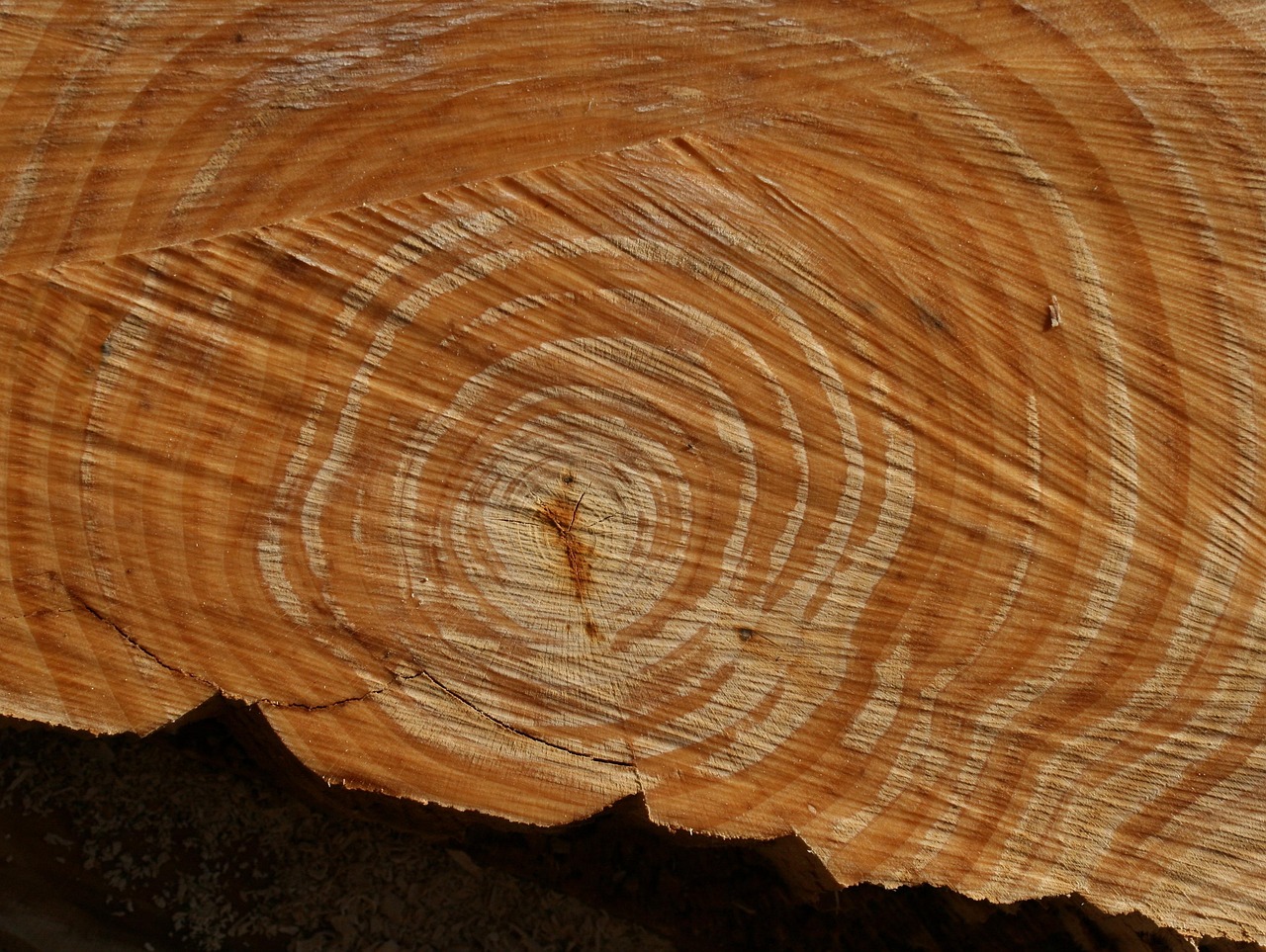 Madera Anillos Anuales Estructura - Foto gratis en Pixabay