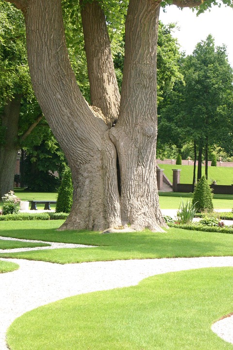 Baum Landschaft - Kostenloses Foto auf Pixabay - Pixabay