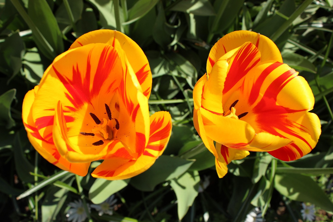 Flores Amarillo Naturaleza - Foto gratis en Pixabay - Pixabay