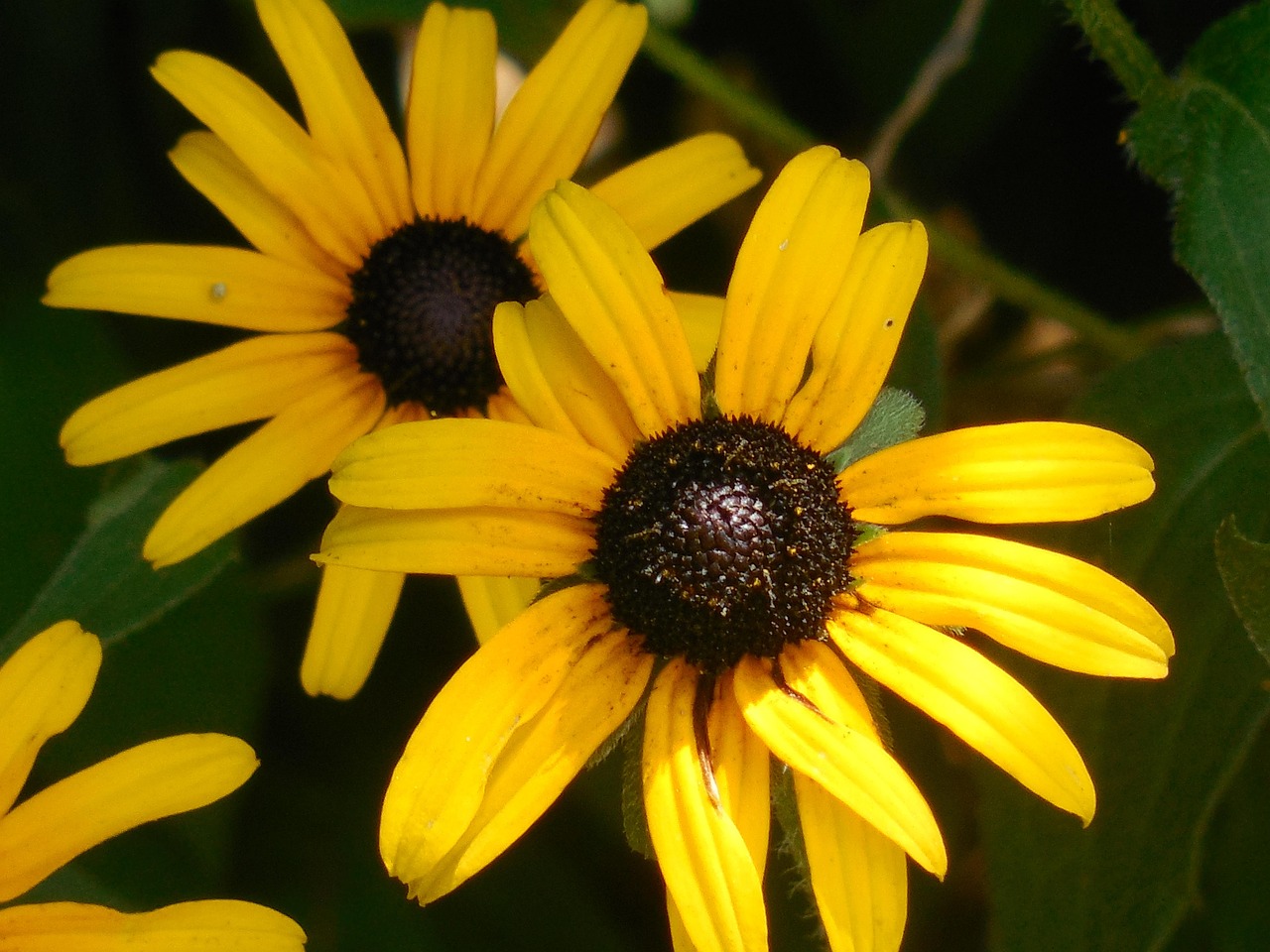 200+ Free Black-Eyed-Susan & Black-Eyed Susan Photos - Pixabay