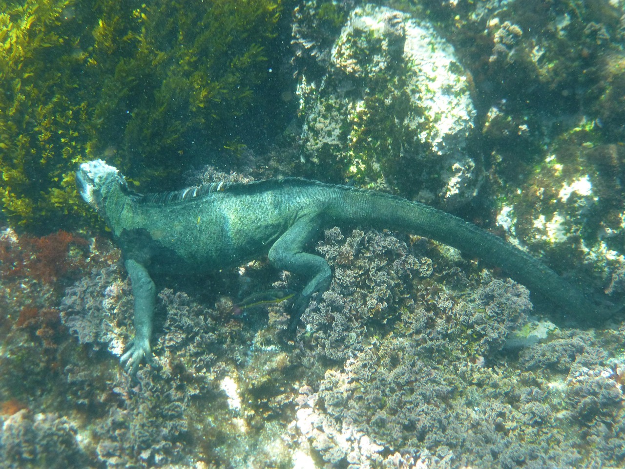 Iguana Marina Galápagos Buceo - Foto gratis en Pixabay - Pixabay