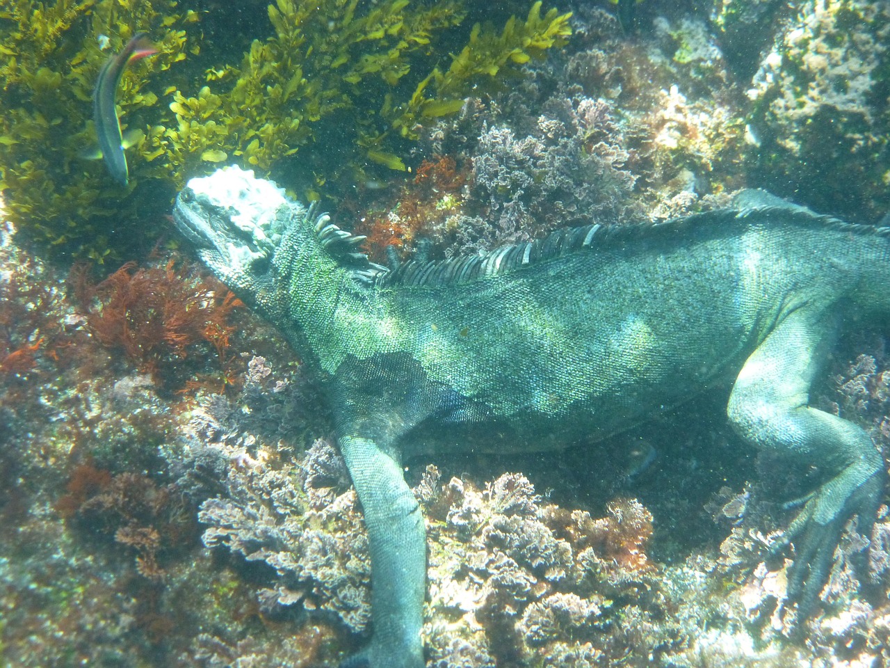 Iguana Marina Galápagos Buceo - Foto gratis en Pixabay - Pixabay