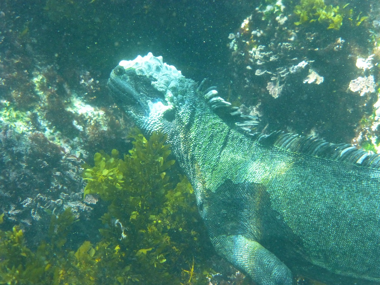 10,000+ Free Marine Iguana & Iguana Images - Pixabay