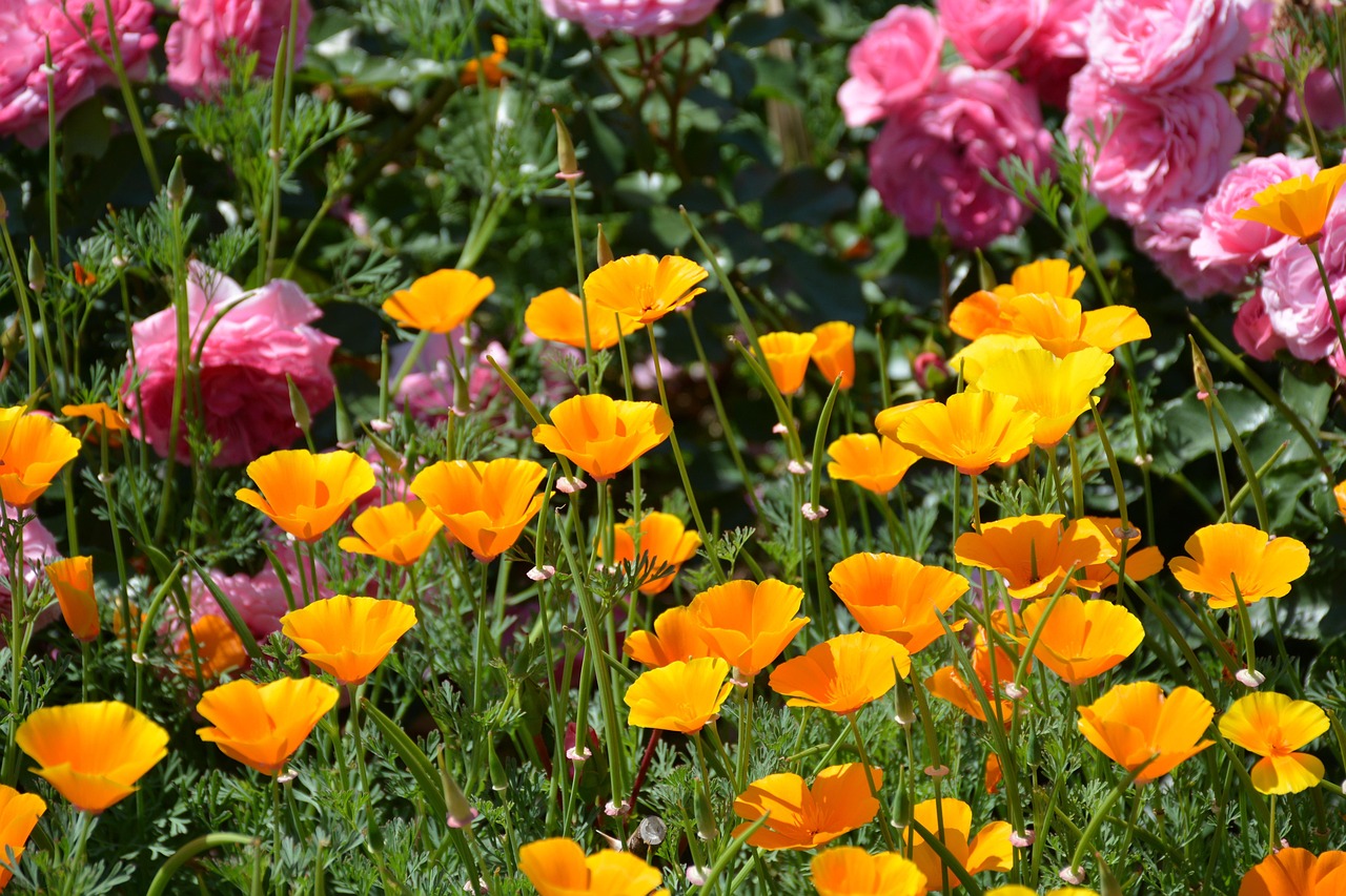 10,000+ Free California Poppy & Poppy Images - Pixabay