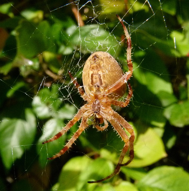 Araneus Diadematus Araña De Jardín - Foto gratis en Pixabay - Pixabay