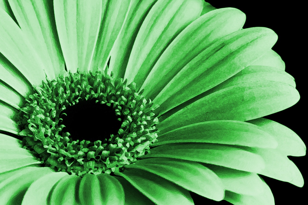 Download Flowers, Petals, Green. Royalty-Free Stock Illustration Image ...
