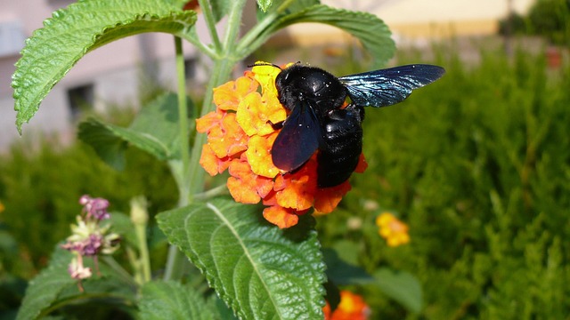La Nature Le Noir Insecte - Photo gratuite sur Pixabay - Pixabay
