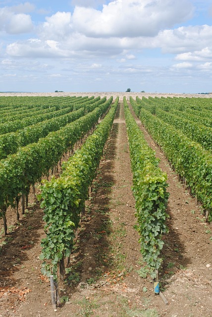 Vineyards France French - Free photo on Pixabay