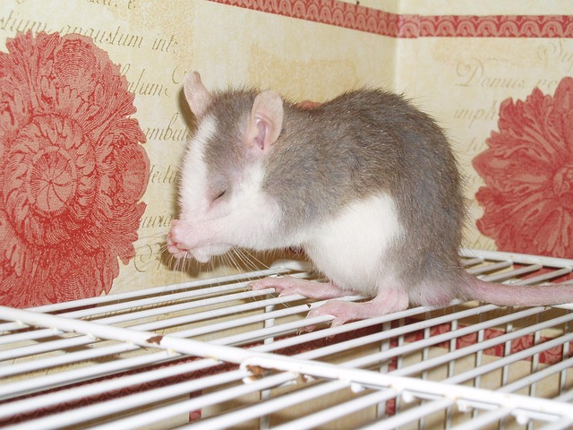 Rat Pet - Free photo on Pixabay