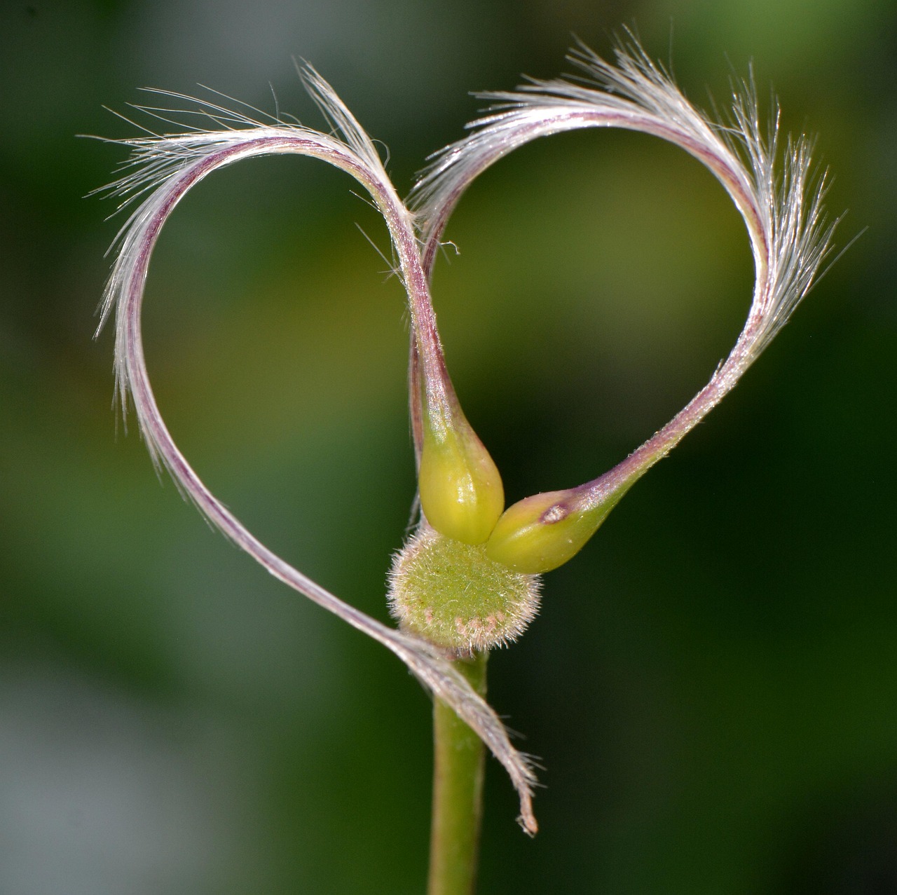 Coração Amor Romântico - Foto gratuita no Pixabay - Pixabay