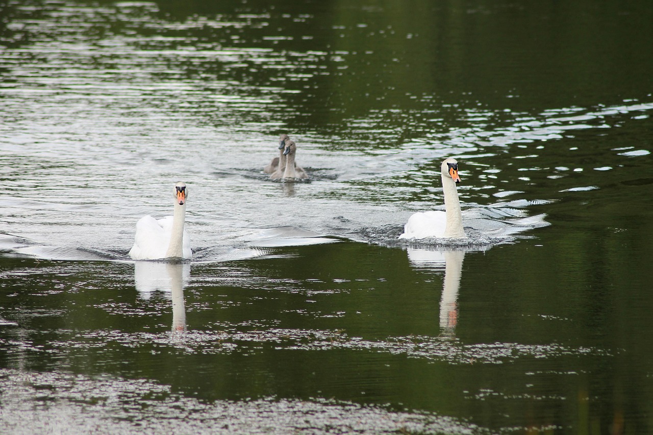 Cisnes Familia Niños - Foto gratis en Pixabay - Pixabay