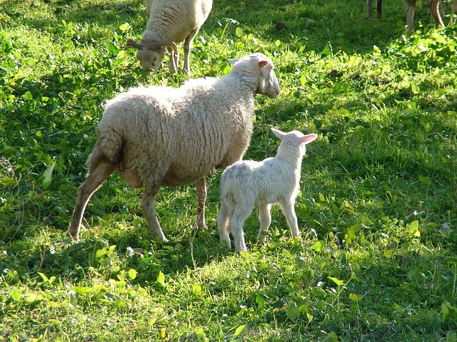 Le Mouton La - Photo gratuite sur Pixabay - Pixabay