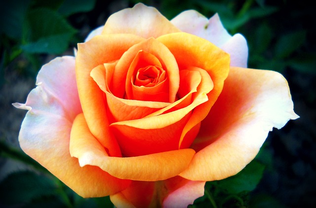 Rose Orange Nature Photo Gratuite Sur Pixabay