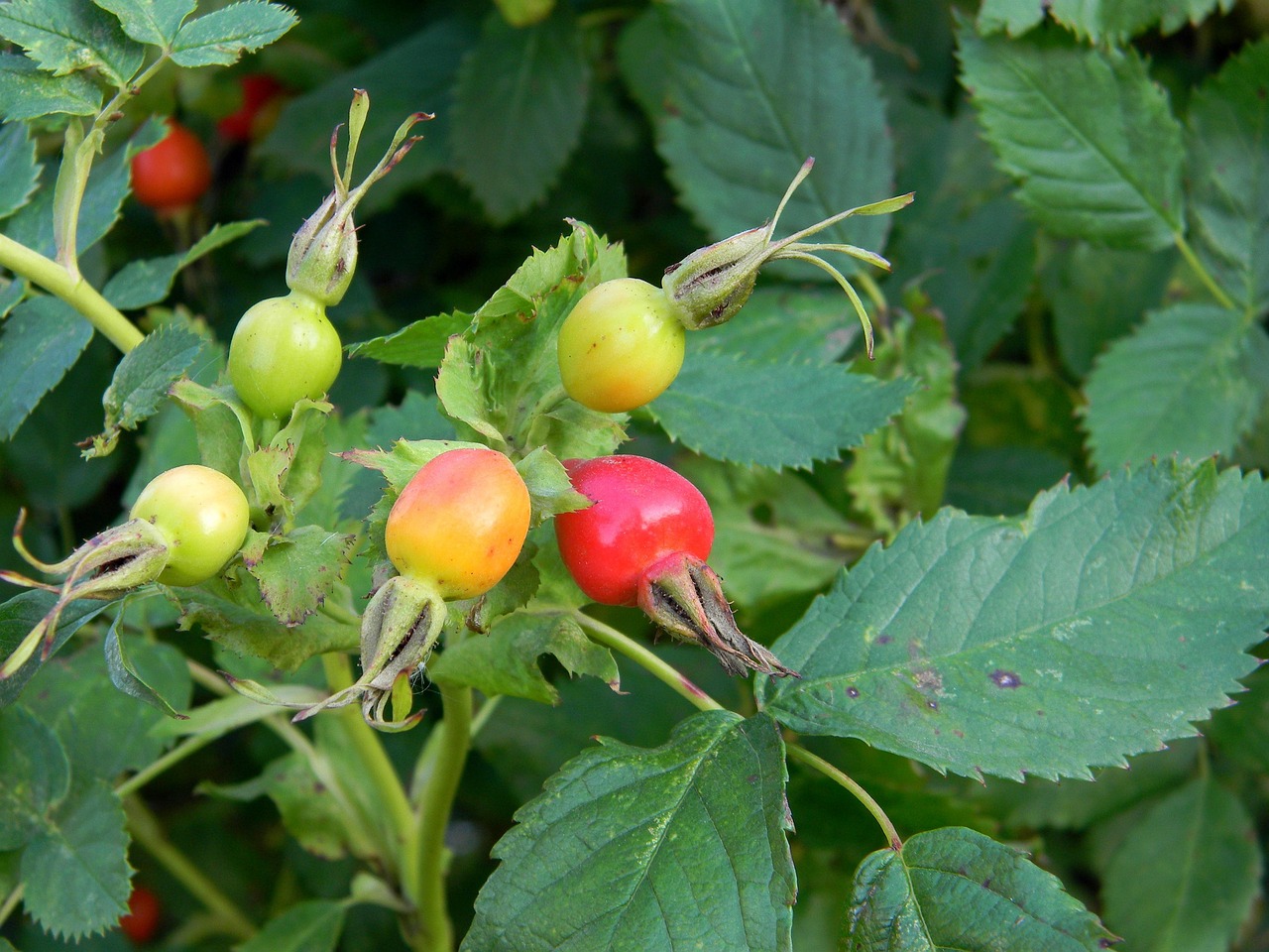 Rose Hip Berries Bush - Free photo on Pixabay