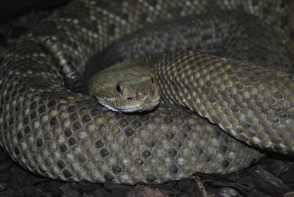 Animal Zoo Serpiente - Foto gratis en Pixabay - Pixabay