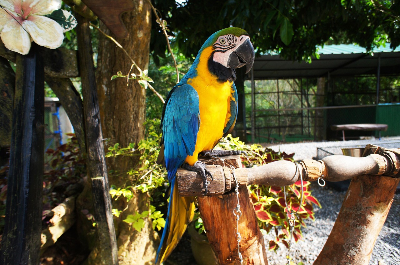 Loro Pájaro Naturaleza - Foto gratis en Pixabay - Pixabay