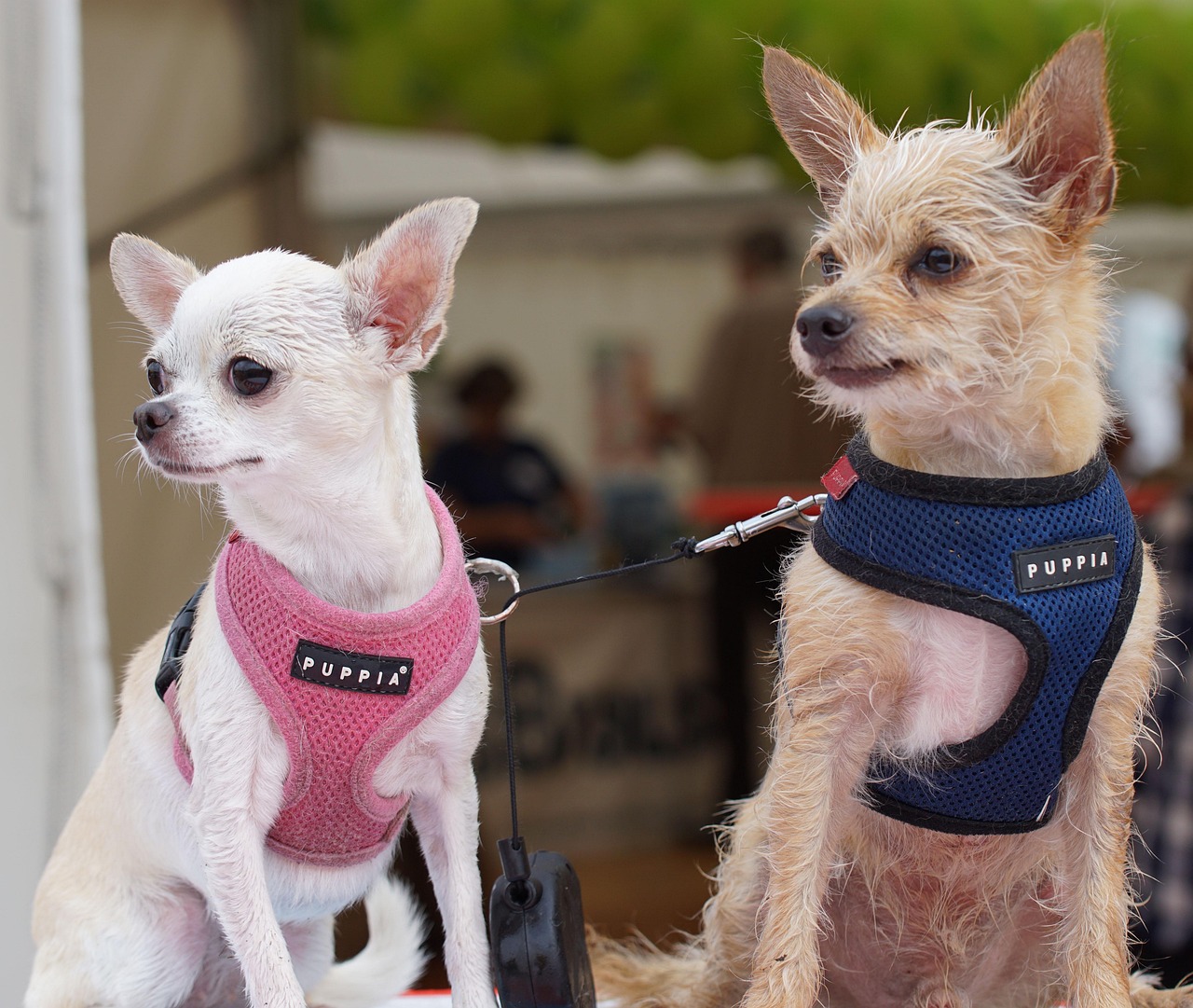 3,000+ Free Angry Chihuahua & Angry Images - Pixabay