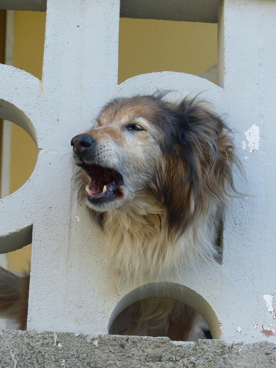 Dog Barking Vigilant Balcony - Free photo on Pixabay