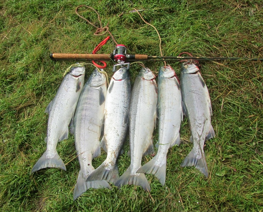 Salmon Sockeye Fishing - Free photo on Pixabay