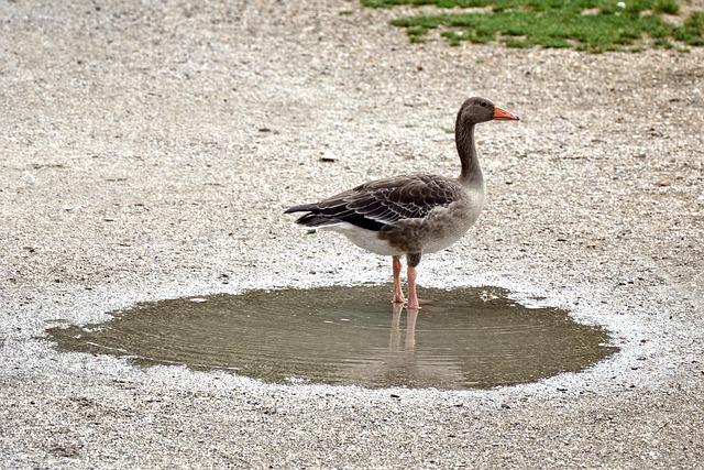 Graugans Gans Vogel - Kostenloses Foto auf Pixabay - Pixabay