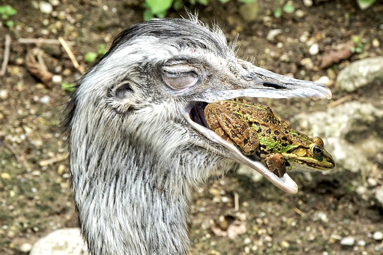 Struś Emu Głowa - Darmowe zdjęcie na Pixabay - Pixabay