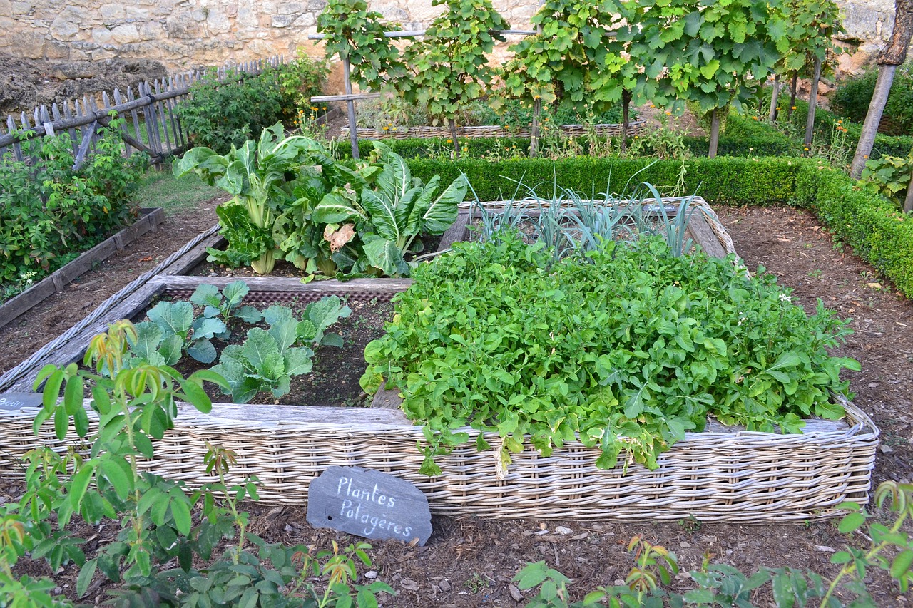 Medieval Vegetable Garden