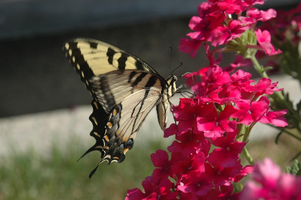 Papillon Jaune - Photo gratuite sur Pixabay - Pixabay