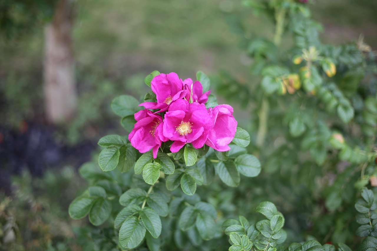 Flor Rosa Mosqueta Arbusto - Foto gratis en Pixabay - Pixabay