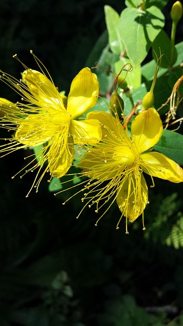 Saint St John'S Wort Plant Flowers - Free photo on Pixabay - Pixabay