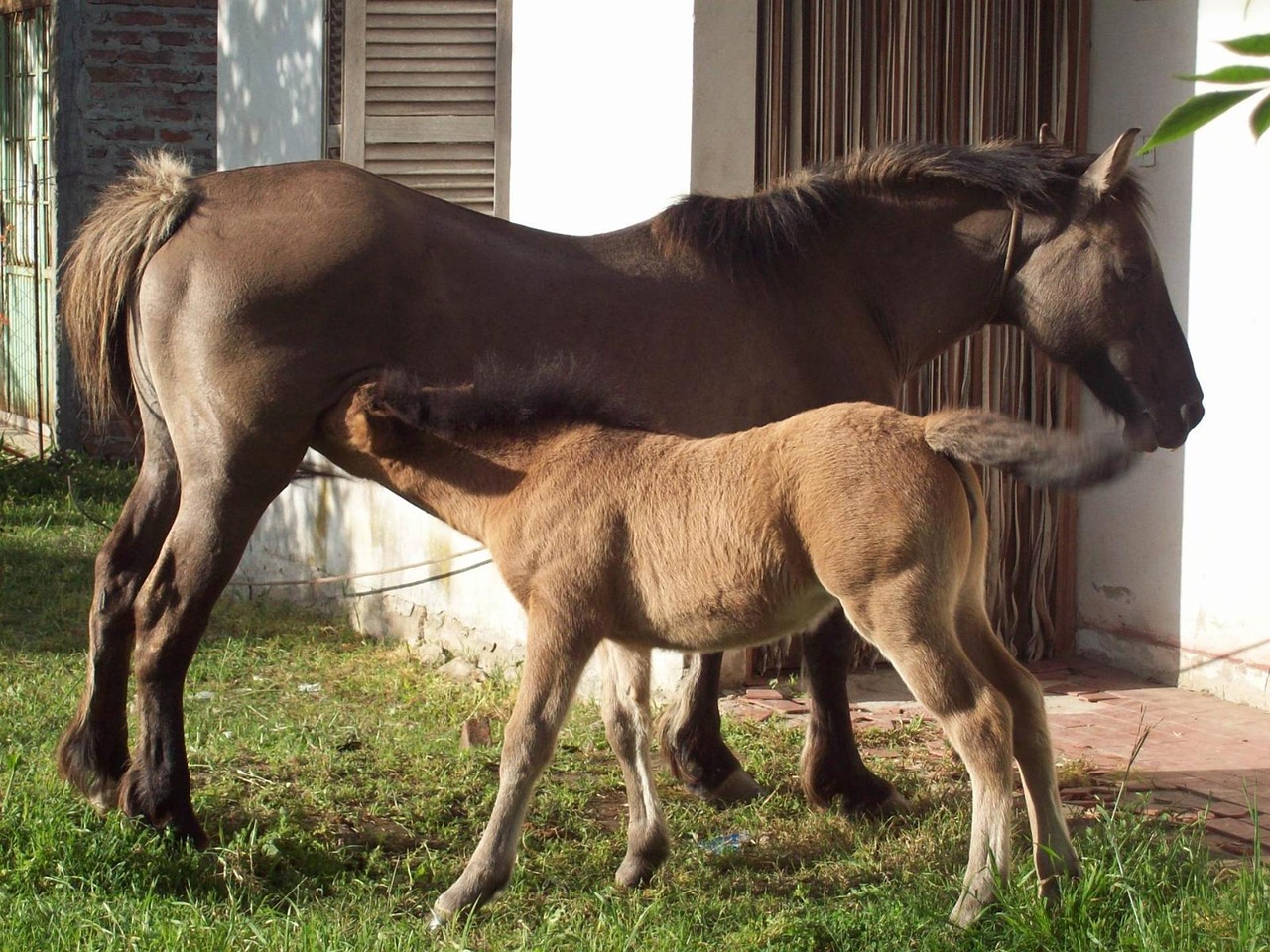 Animales Caballos Potrillo - Foto gratis en Pixabay - Pixabay