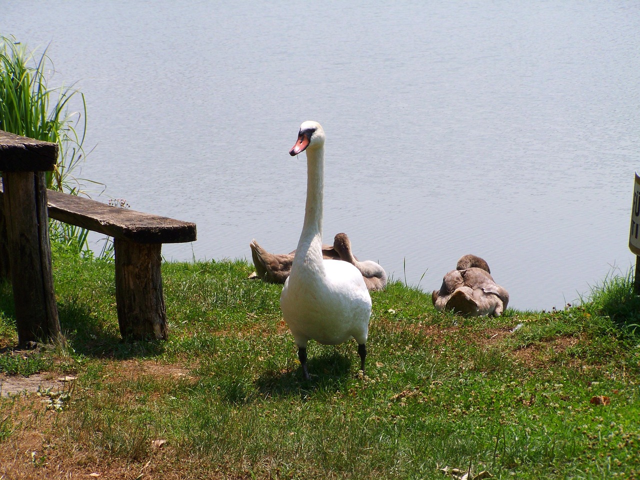 Cisne Blanco Aves Acuáticas - Foto gratis en Pixabay - Pixabay