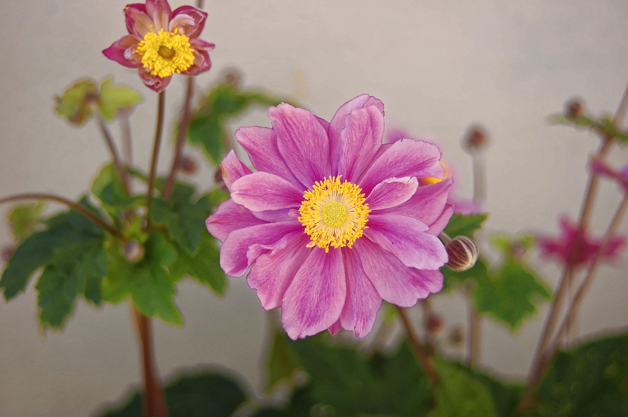 Fleurs Domicile Jardin - Photo gratuite sur Pixabay - Pixabay