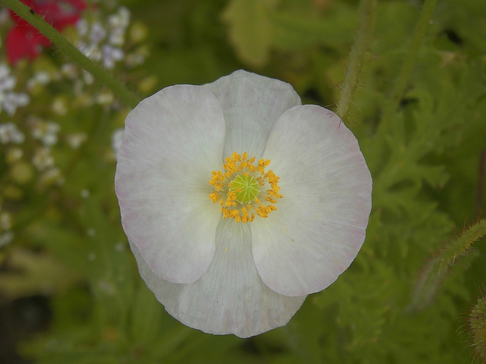 Pavot Blanc La Paix · Photo gratuite sur Pixabay