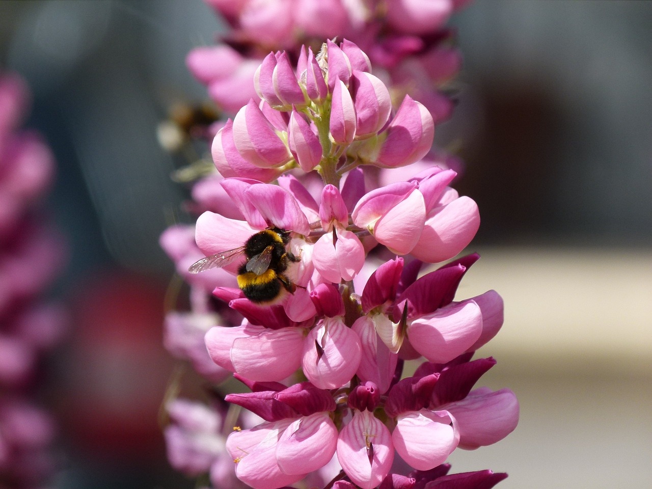 Garden Flower Bumble Bee Pollen - Free photo on Pixabay