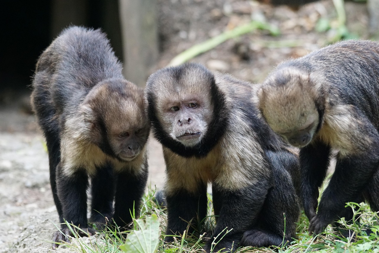 Monos Comida - Foto gratis en Pixabay - Pixabay