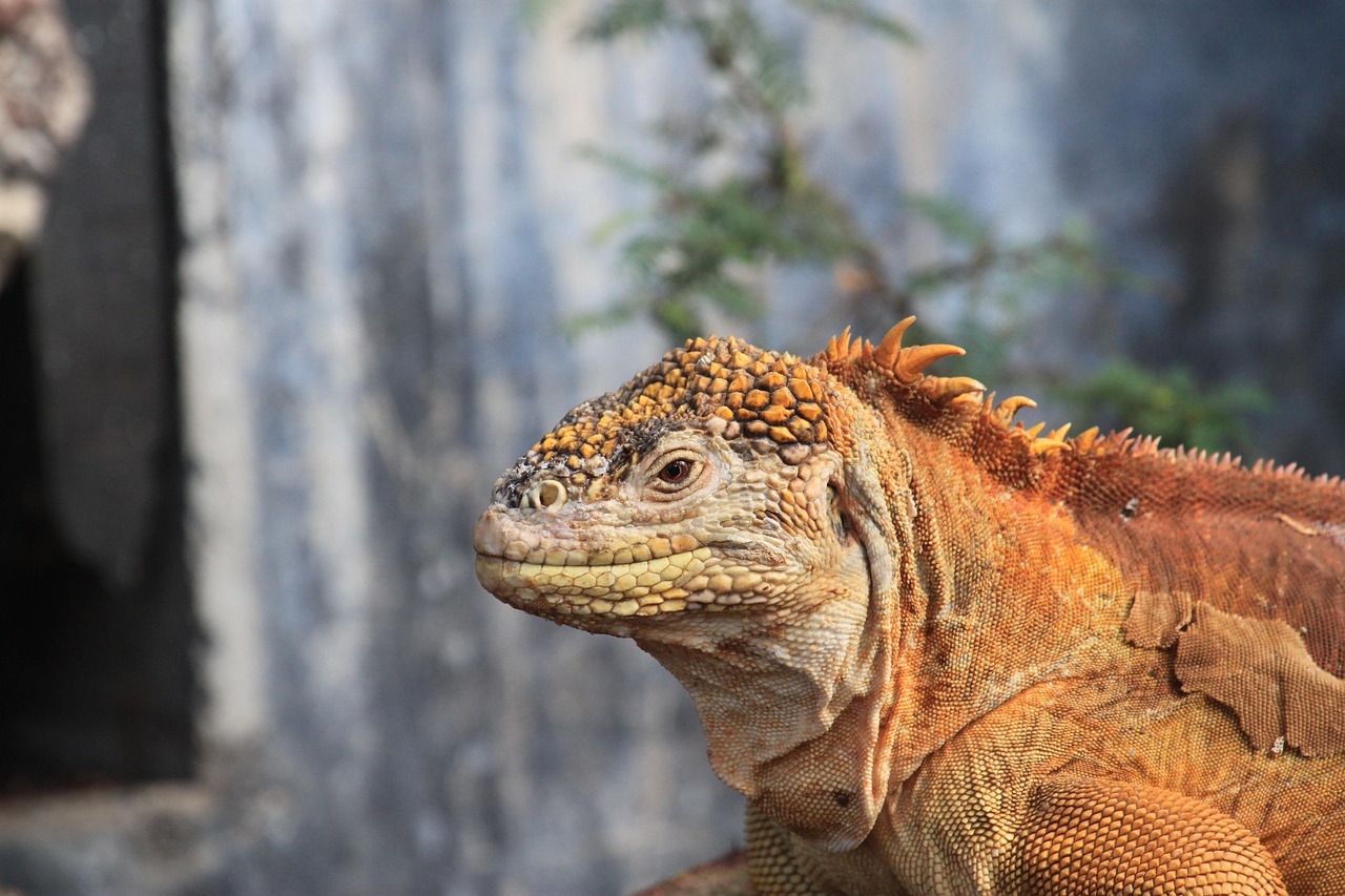 1,000+ Iguana Pictures and Images in HD - Pixabay
