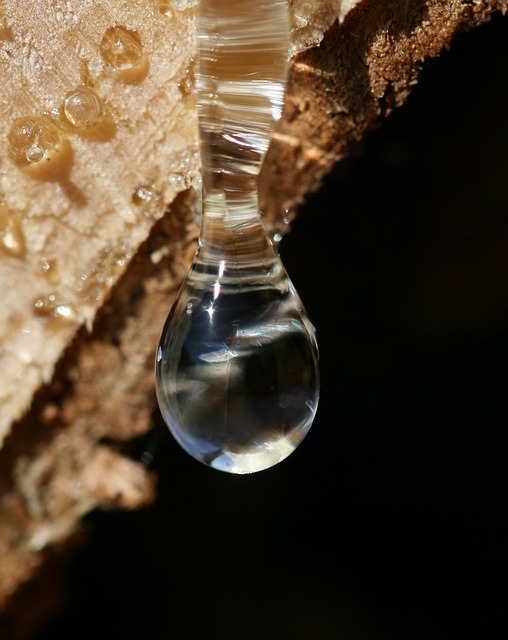 Resin Drops Tree Wood - Free photo on Pixabay - Pixabay