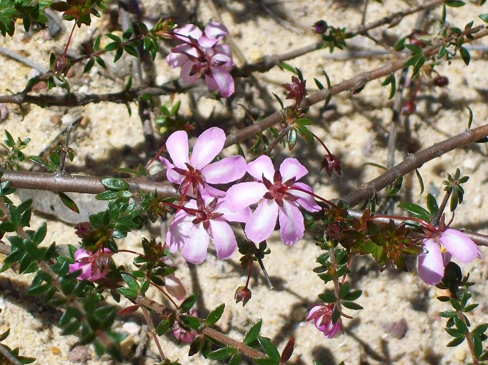 Bauera Rubioides Arbusto De - Foto gratis en Pixabay - Pixabay