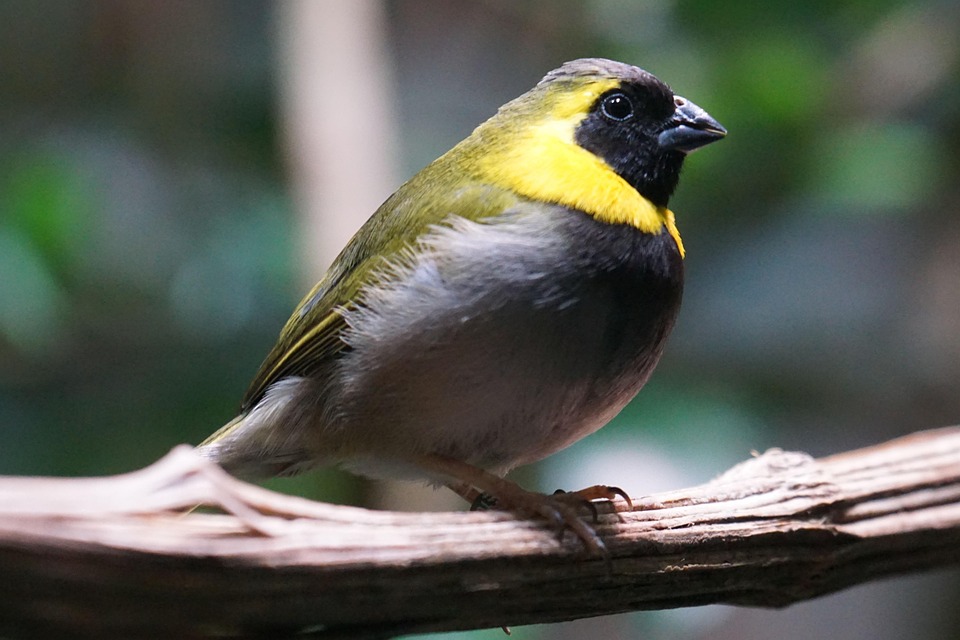 Pájaro Turquesa Animal - Foto gratis en Pixabay - Pixabay