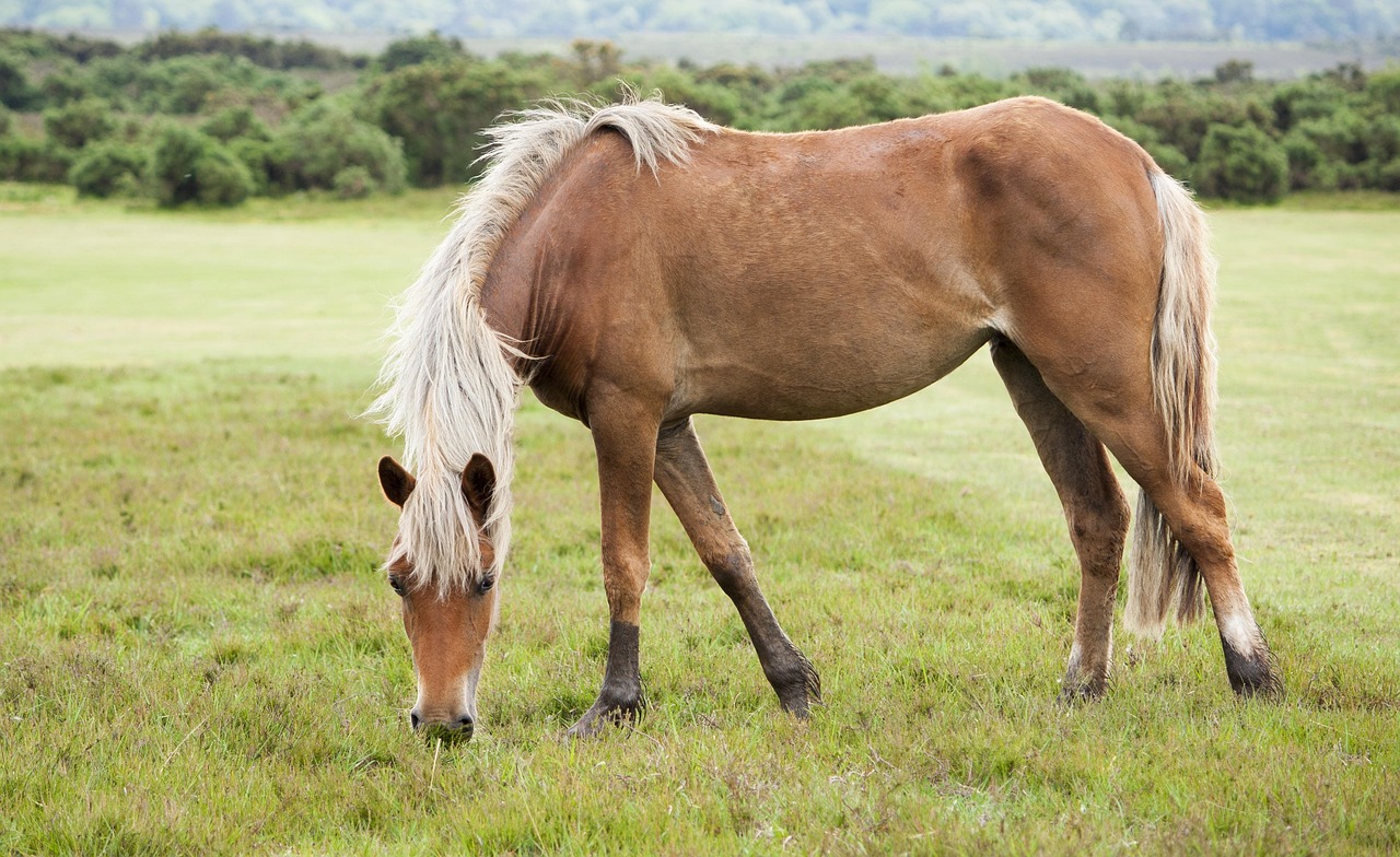 Horse Pony Animal - Free photo on Pixabay - Pixabay