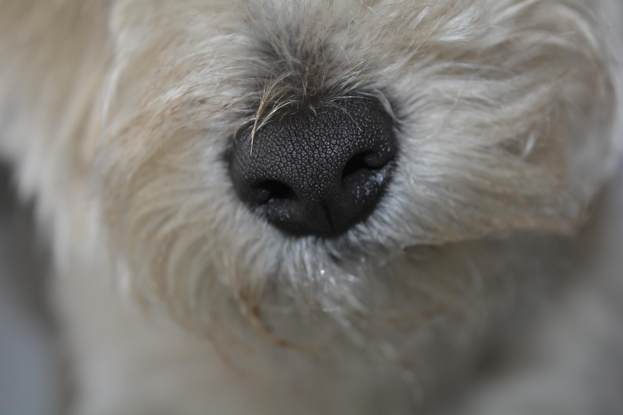 Hundenase Nase Haustiere - Kostenloses Foto auf Pixabay - Pixabay