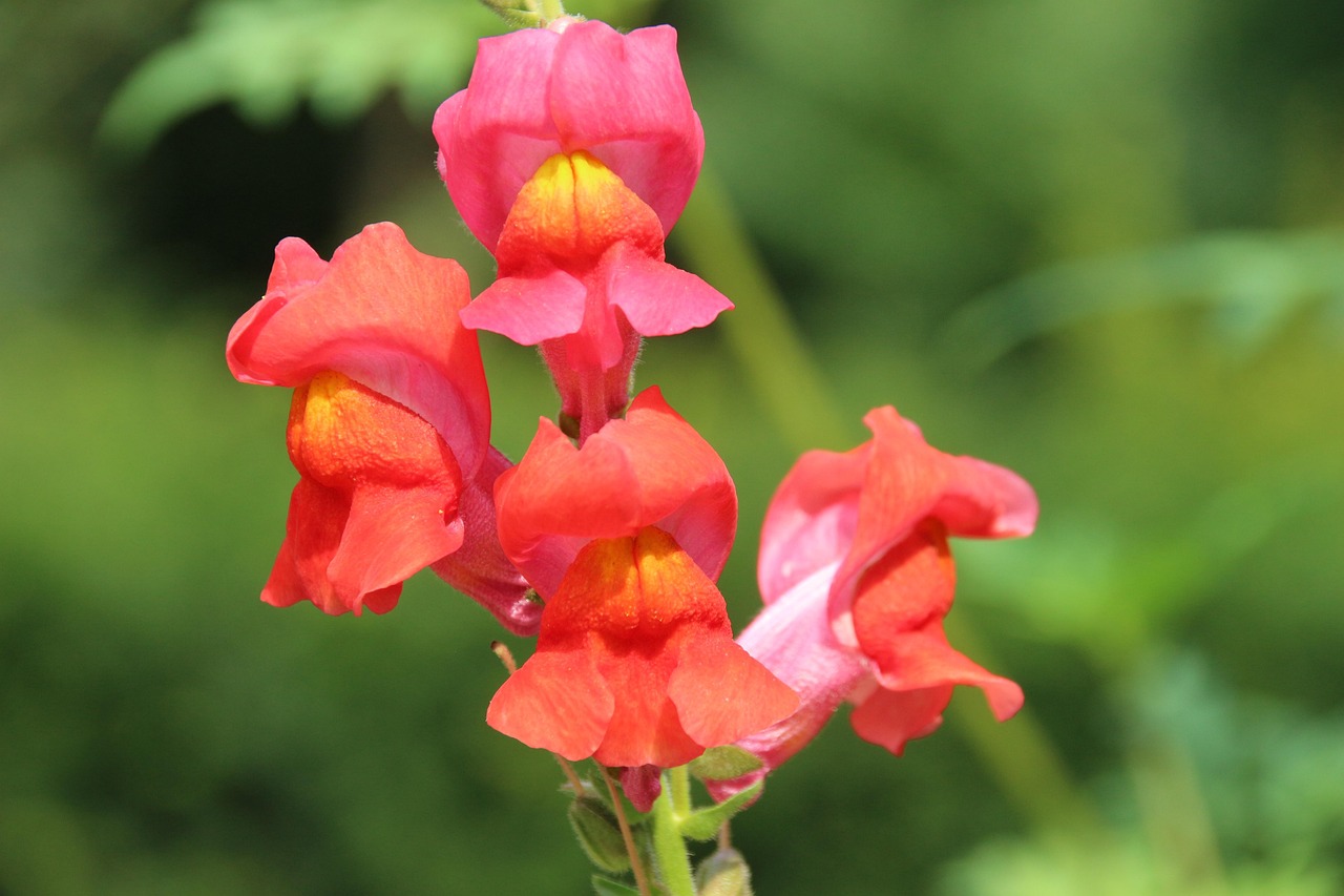 Plus de 100 photos gratuites de Muflier et de Fleur - Pixabay