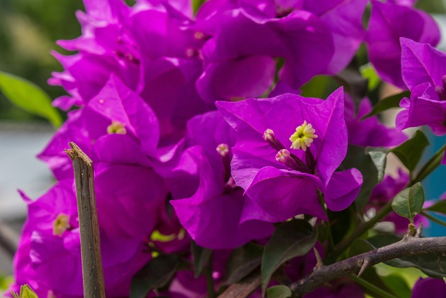 Fleur Couleur La Nature - Photo gratuite sur Pixabay - Pixabay