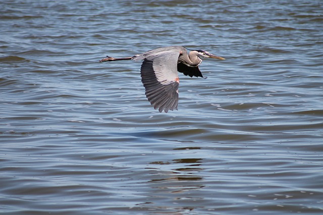 Heron Bird Flight - Free photo on Pixabay