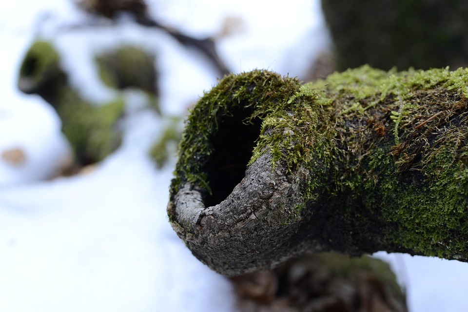 Knothole Moss Murdered - Free photo on Pixabay - Pixabay