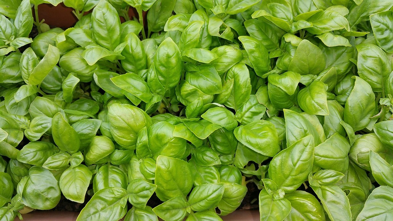 Albahaca Verde El Verano - Foto gratis en Pixabay - Pixabay