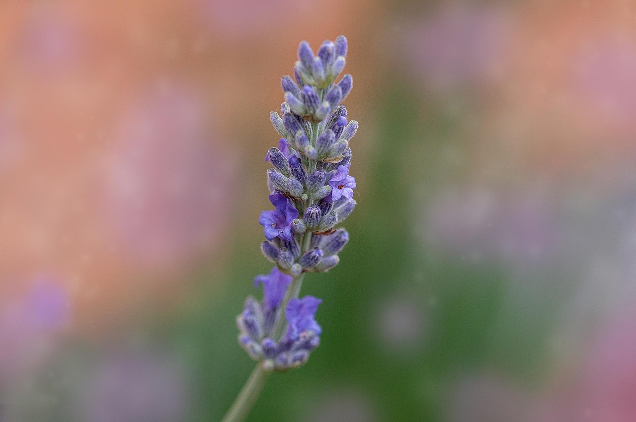 Lavender Images: 5,000+ Free High-Quality Lavender Flower Pictures ...