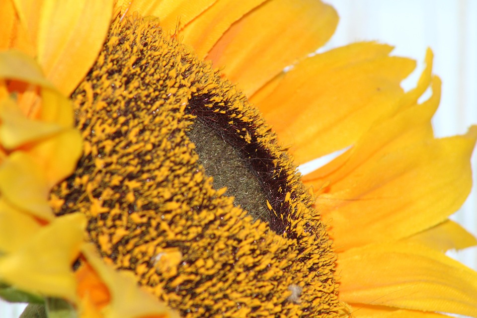 Girasol Planta Flor - Foto gratis en Pixabay - Pixabay